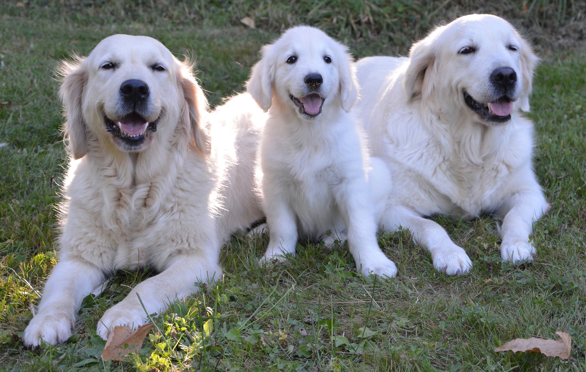Golden Retriever- The Most Loyal - SassyFeeds