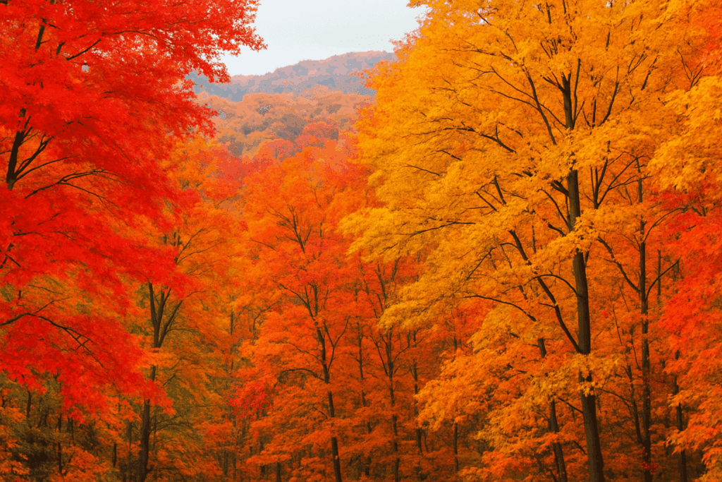 Why Leaves Change Color in Fall: The Science and Beauty Behind Autumn’s ...